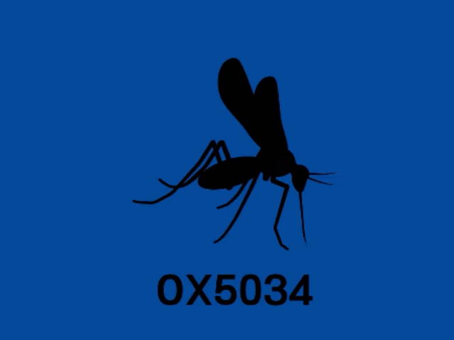 현실판 '쥬라기 공원', 유전자조작 모기 7억마리 방사?